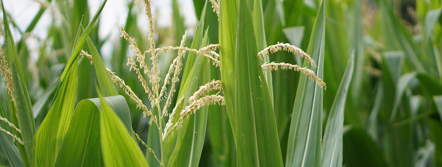 Outback Guidance > Products > Terminals > Outback REBEL